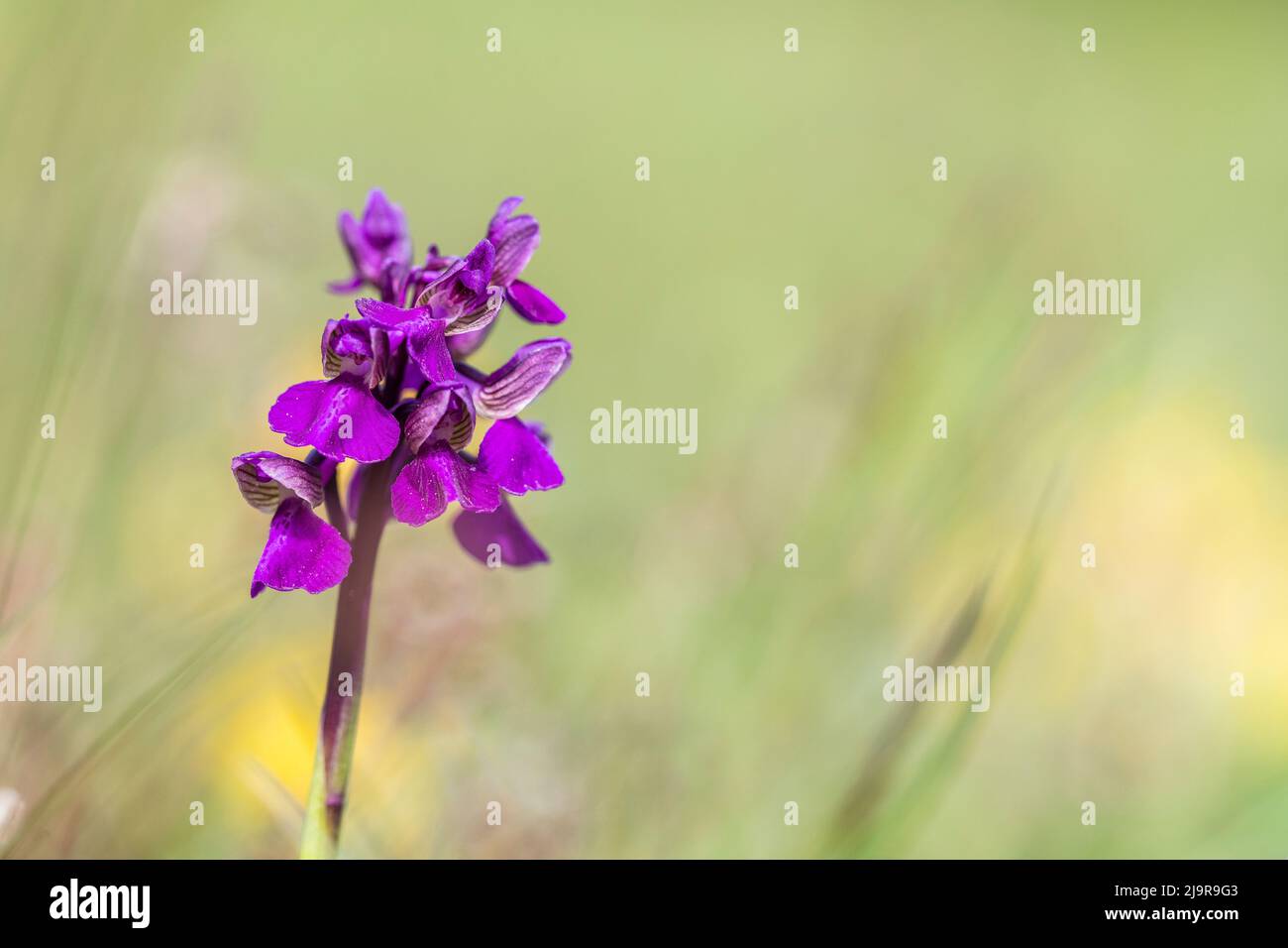 Anacamptis morio, the green-winged orchid or green-veined orchid ...