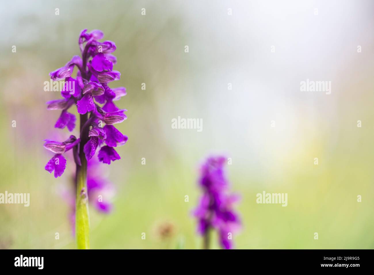 Anacamptis morio, the green-winged orchid or green-veined orchid ...