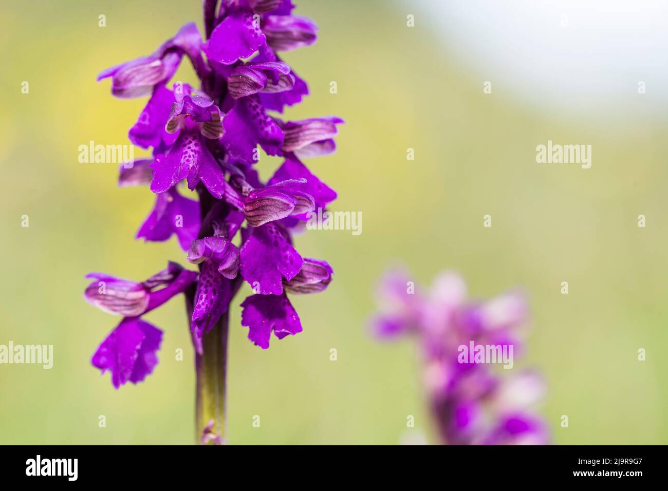 Anacamptis morio, the green-winged orchid or green-veined orchid ...