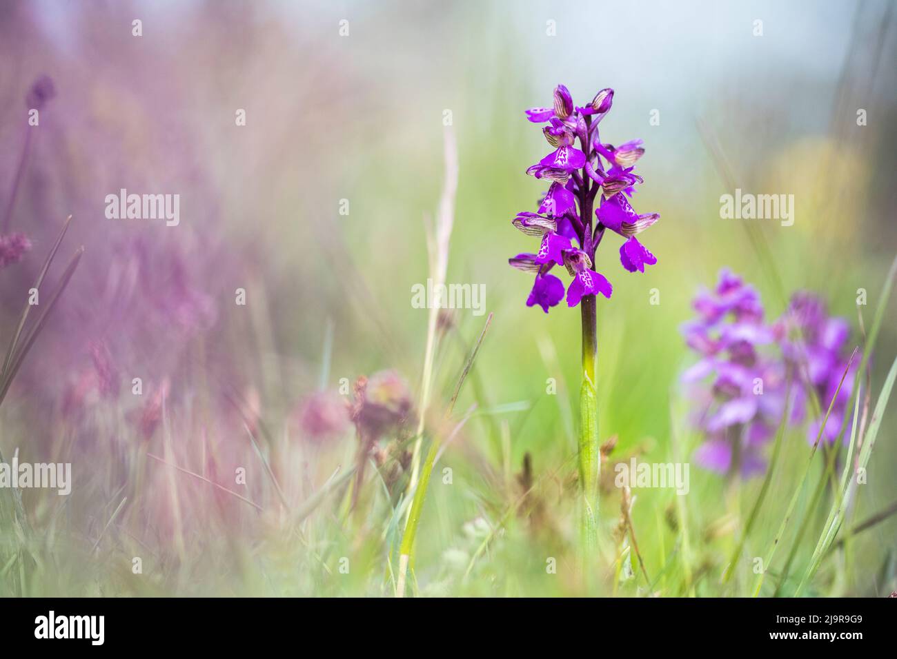 Anacamptis morio, the green-winged orchid or green-veined orchid ...