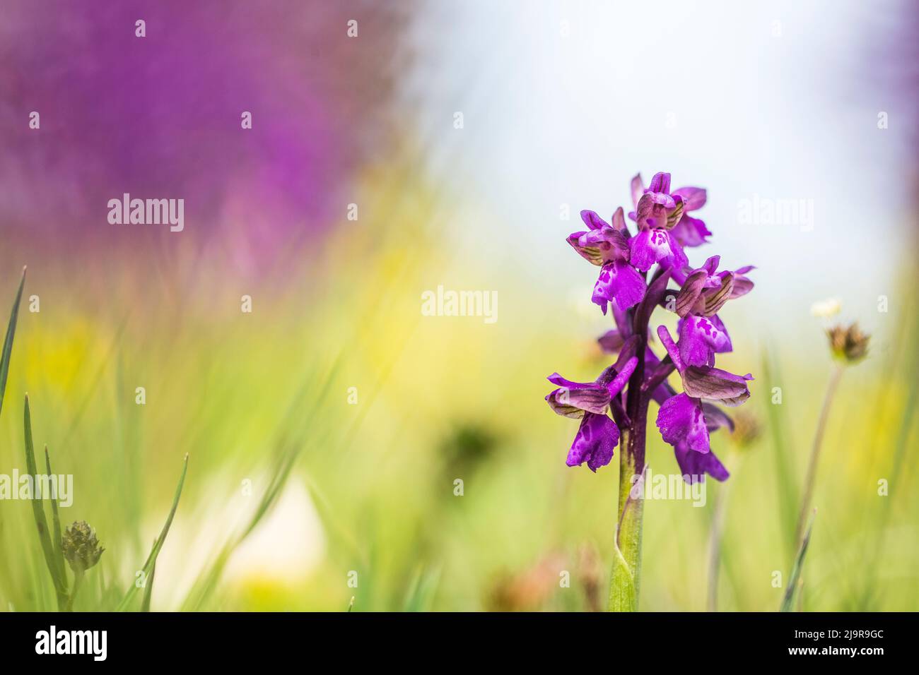 Anacamptis morio, the green-winged orchid or green-veined orchid ...
