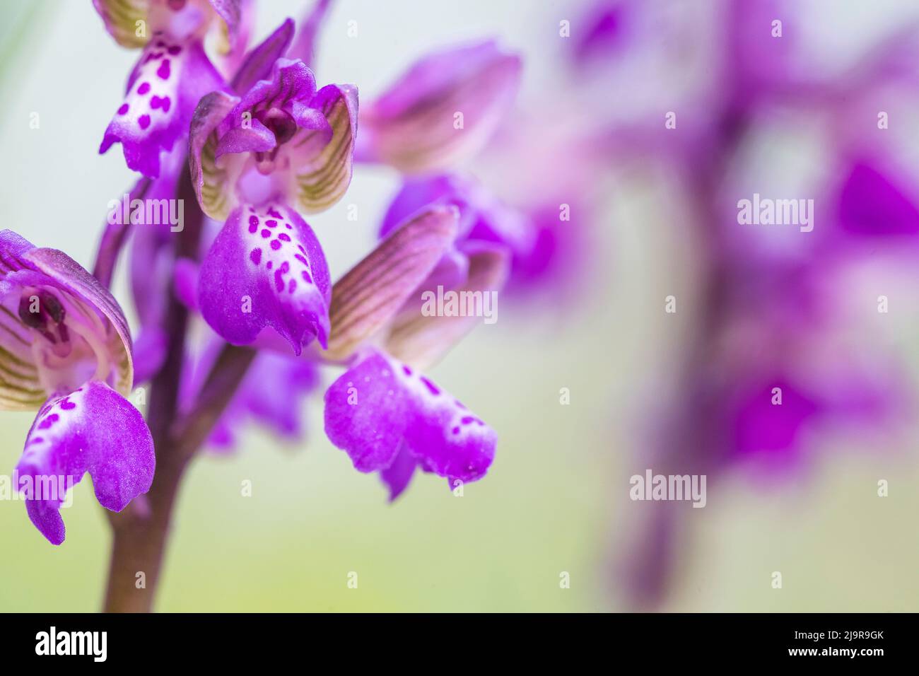 Anacamptis morio, the green-winged orchid or green-veined orchid ...
