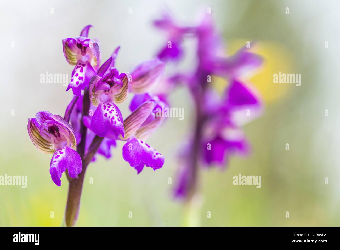 Anacamptis morio, the green-winged orchid or green-veined orchid ...