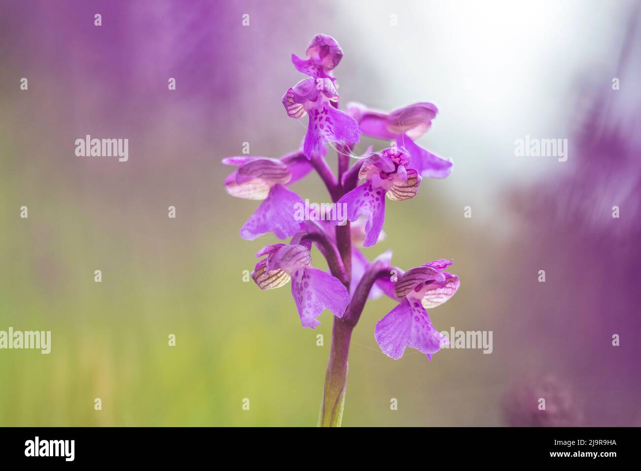 Anacamptis morio, the green-winged orchid or green-veined orchid ...