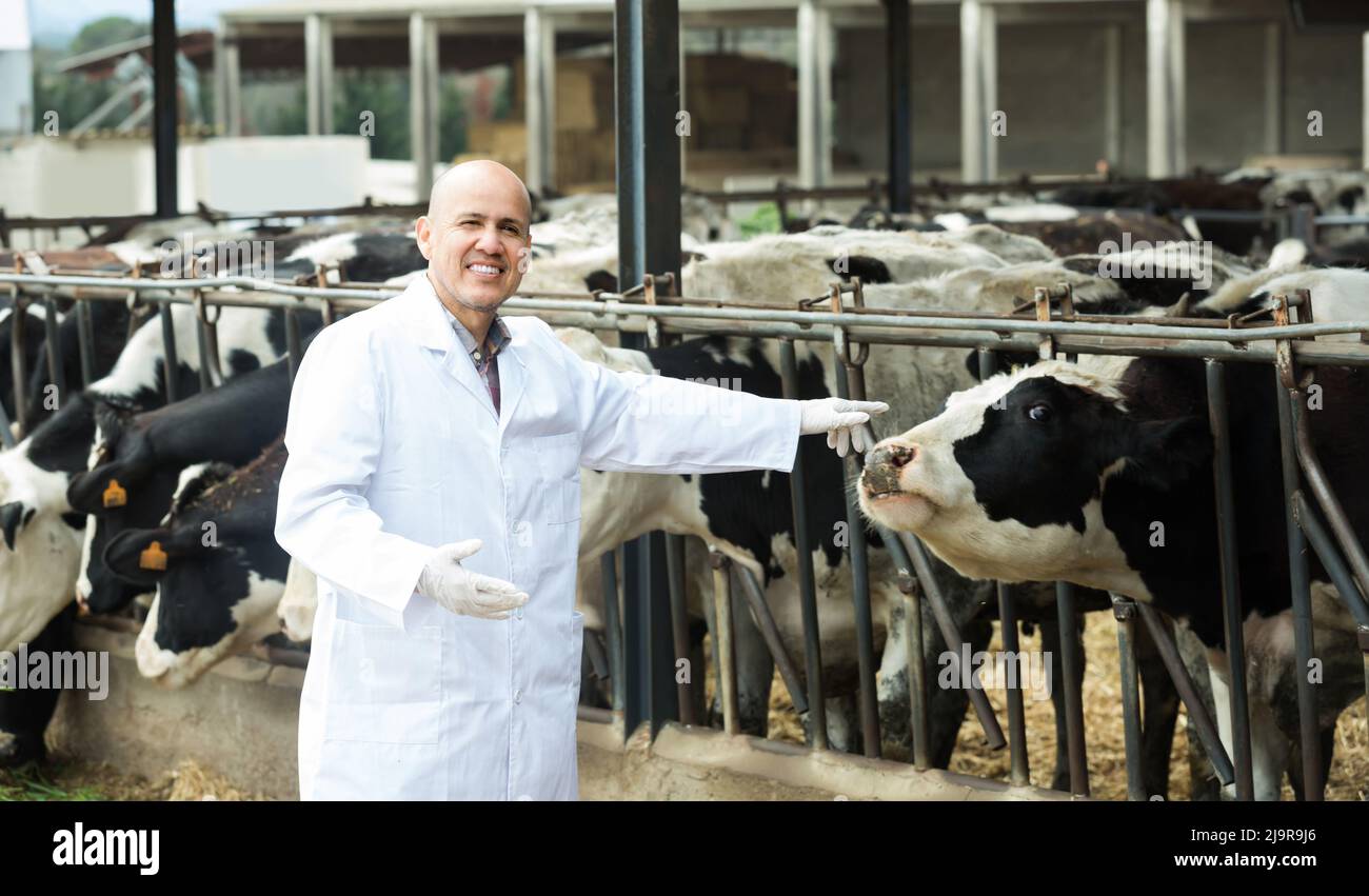 Veterinarian with cows in livestock farm Stock Photo - Alamy