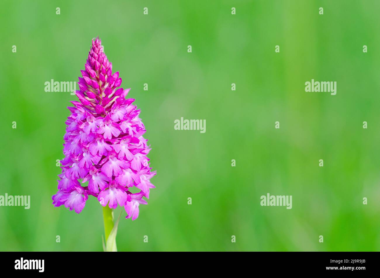 Anacamptis pyramidalis, the pyramidal orchid, is a perennial herbaceous ...