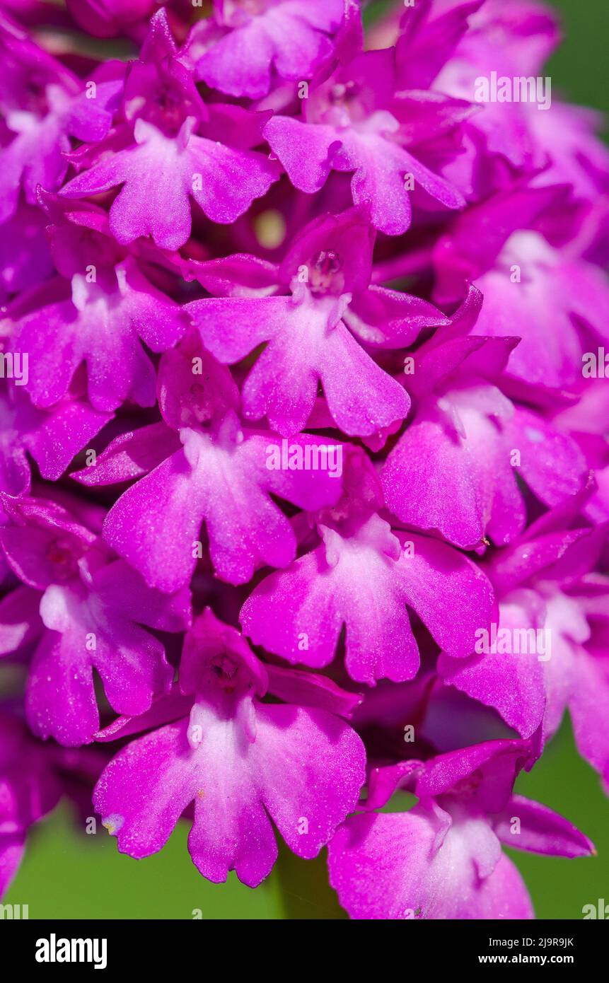 Anacamptis pyramidalis, the pyramidal orchid, is a perennial herbaceous ...
