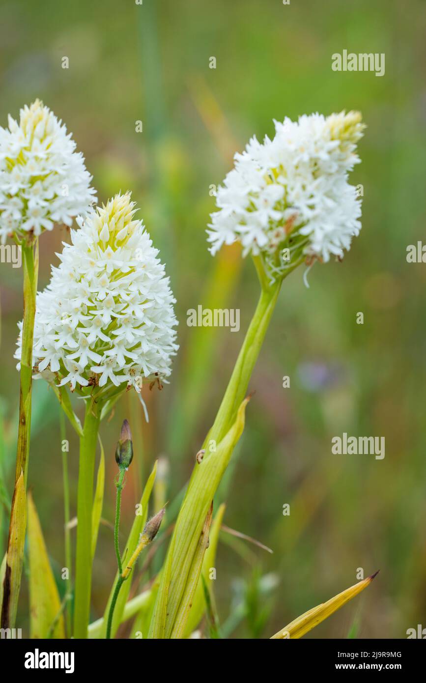 Anacamptis pyramidalis, the pyramidal orchid, is a perennial herbaceous ...