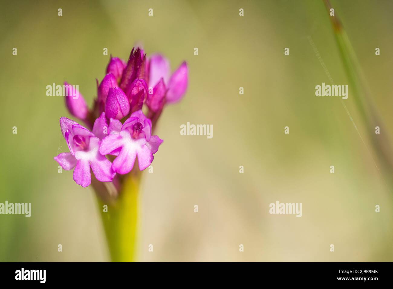 Anacamptis pyramidalis, the pyramidal orchid, is a perennial herbaceous ...