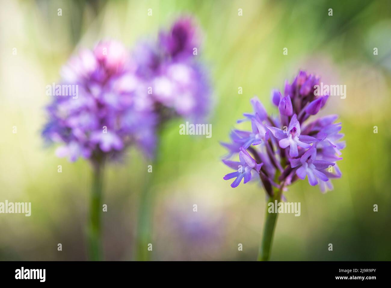 Anacamptis pyramidalis, the pyramidal orchid, is a perennial herbaceous ...