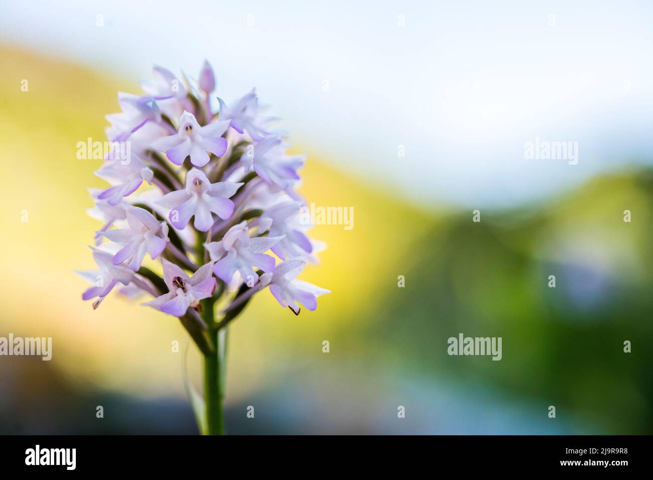 Anacamptis pyramidalis, the pyramidal orchid, is a perennial herbaceous ...
