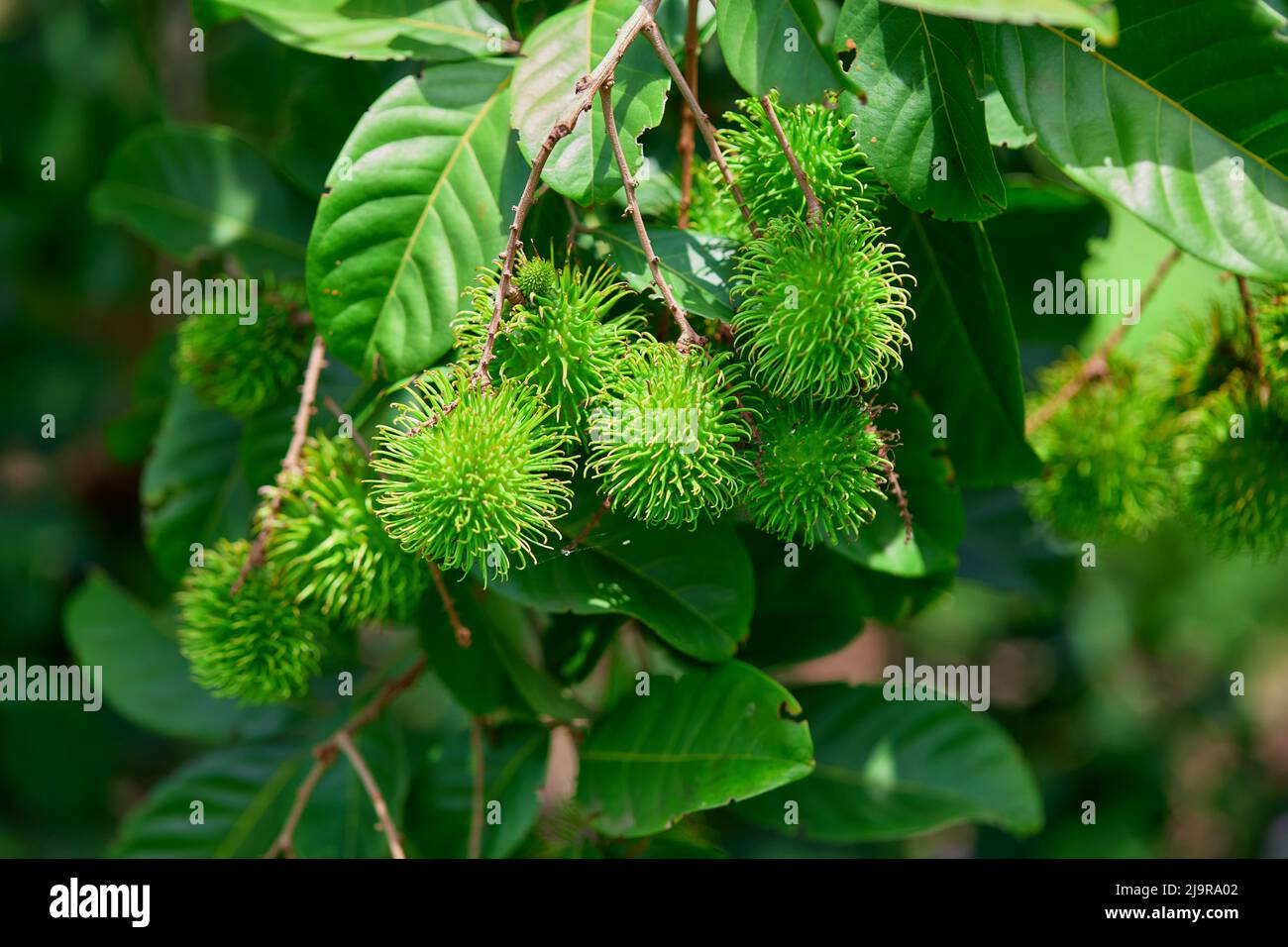 Rambutan leaves hi-res stock photography and images - Alamy