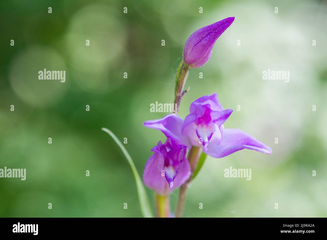 Cephalanthera rubra, known as red helleborine, is an orchid found in ...
