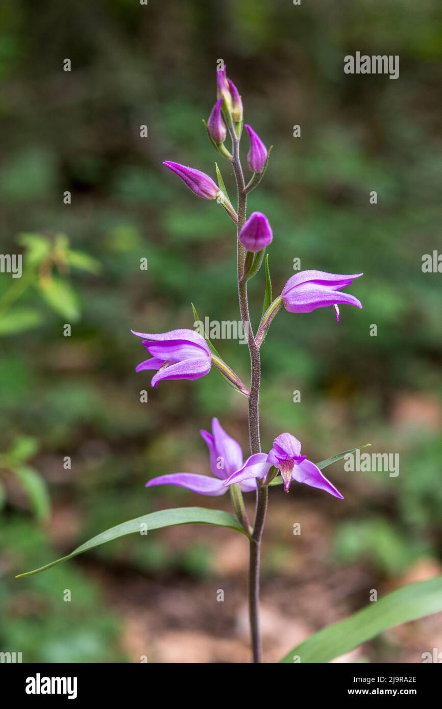 Cephalanthera rubra, known as red helleborine, is an orchid found in ...