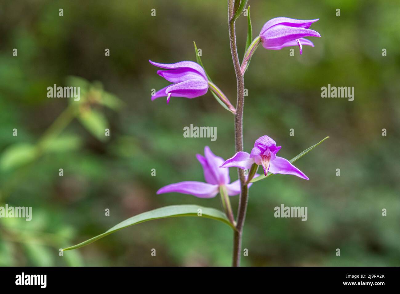 Cephalanthera rubra, known as red helleborine, is an orchid found in ...