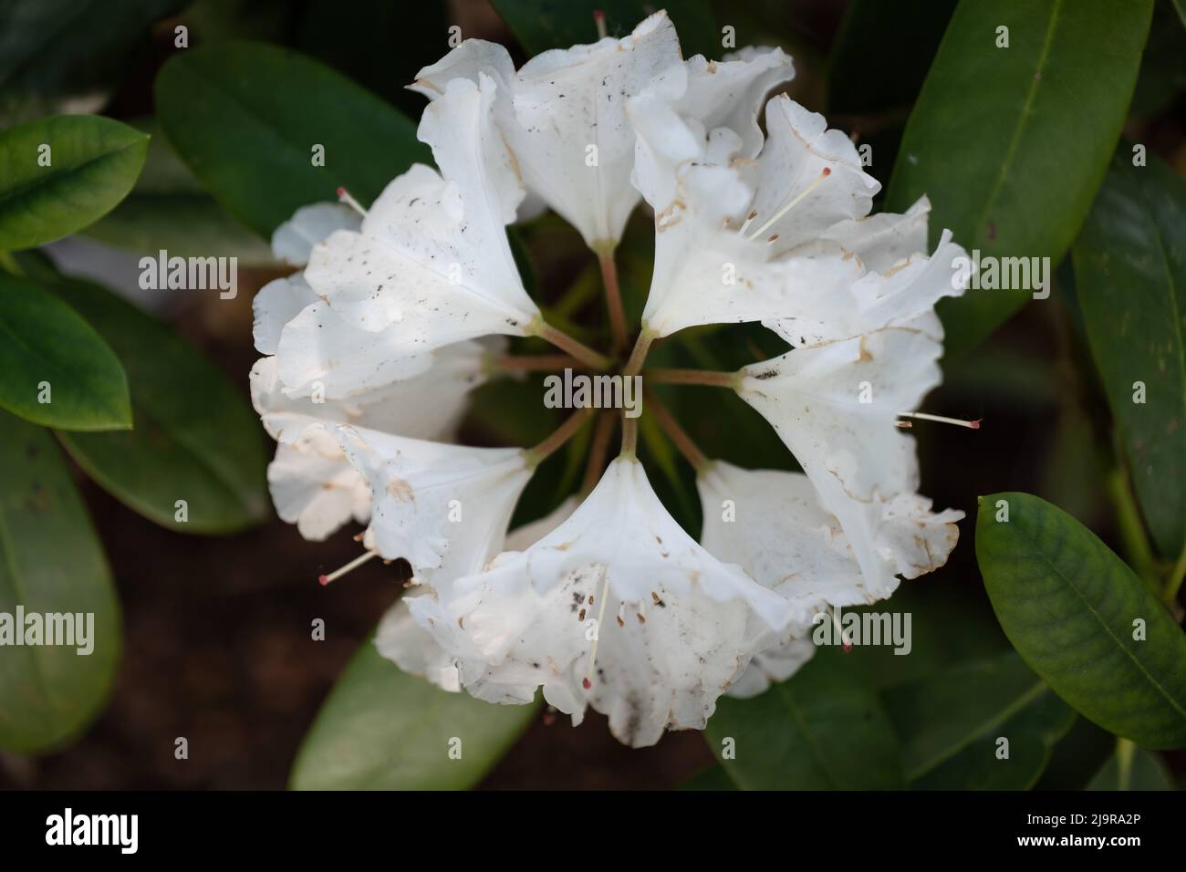 Family ericaceae native to japan hi-res stock photography and images ...