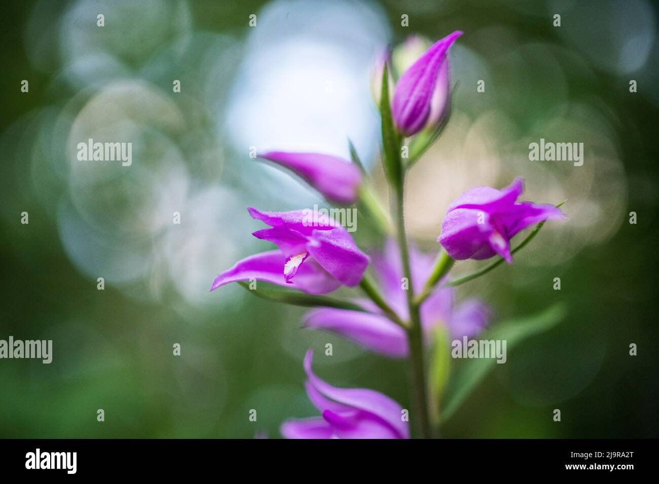 Cephalanthera rubra, known as red helleborine, is an orchid found in ...