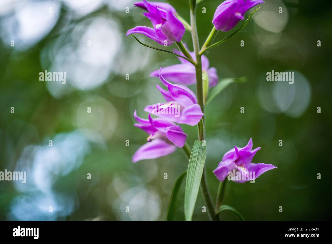 Cephalanthera rubra, known as red helleborine, is an orchid found in ...
