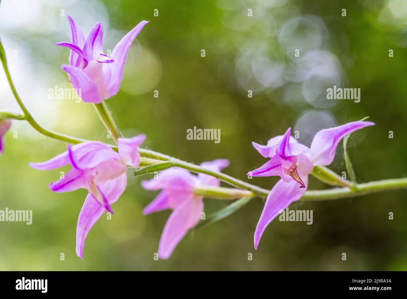 Cephalanthera rubra, known as red helleborine, is an orchid found in ...