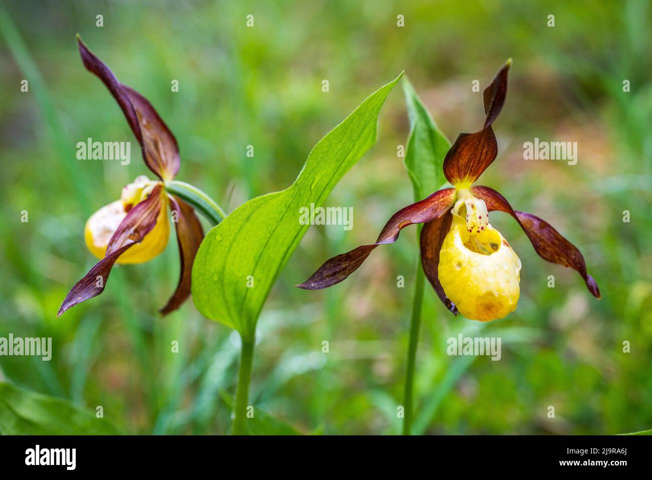 Cypripedium calceolus is a lady's-slipper orchid, and the type species ...