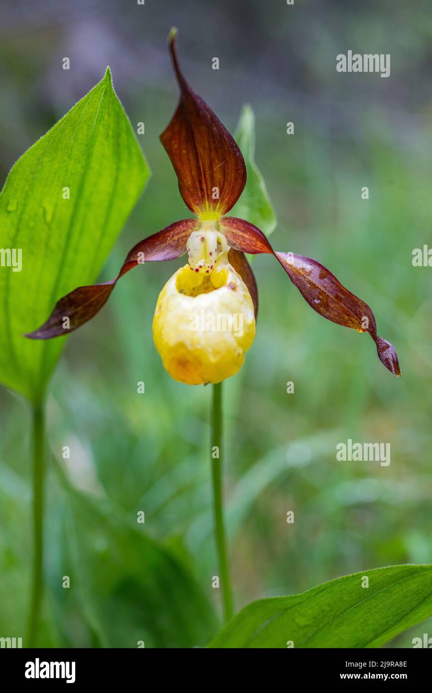 Cypripedium calceolus is a lady's-slipper orchid, and the type species ...