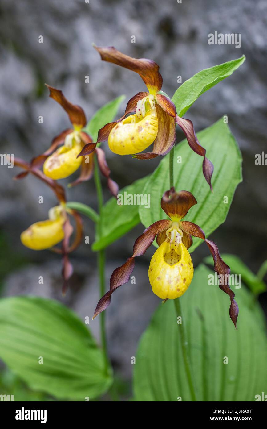 Cypripedium calceolus is a lady's-slipper orchid, and the type species ...