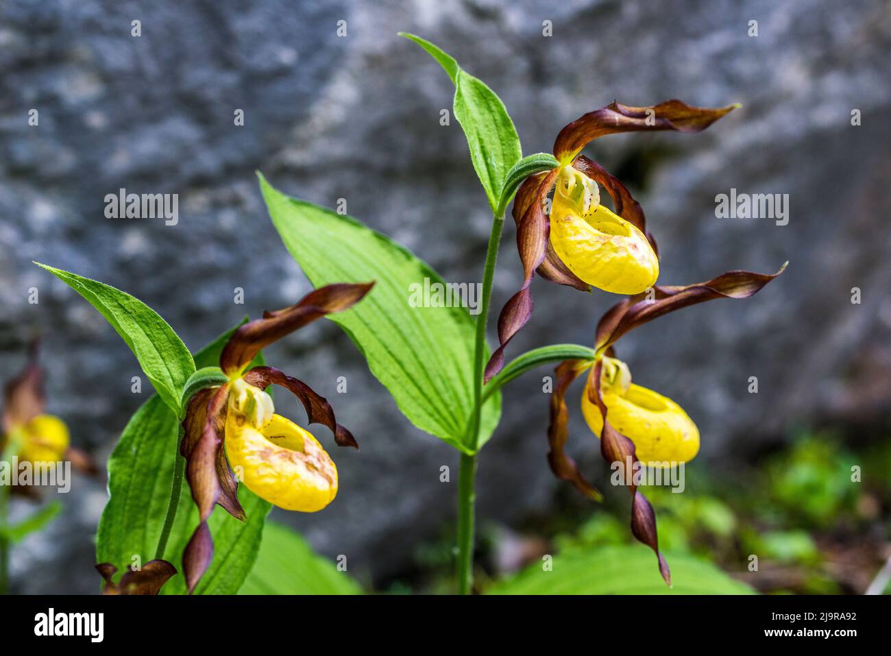Cypripedium calceolus is a lady's-slipper orchid, and the type species ...