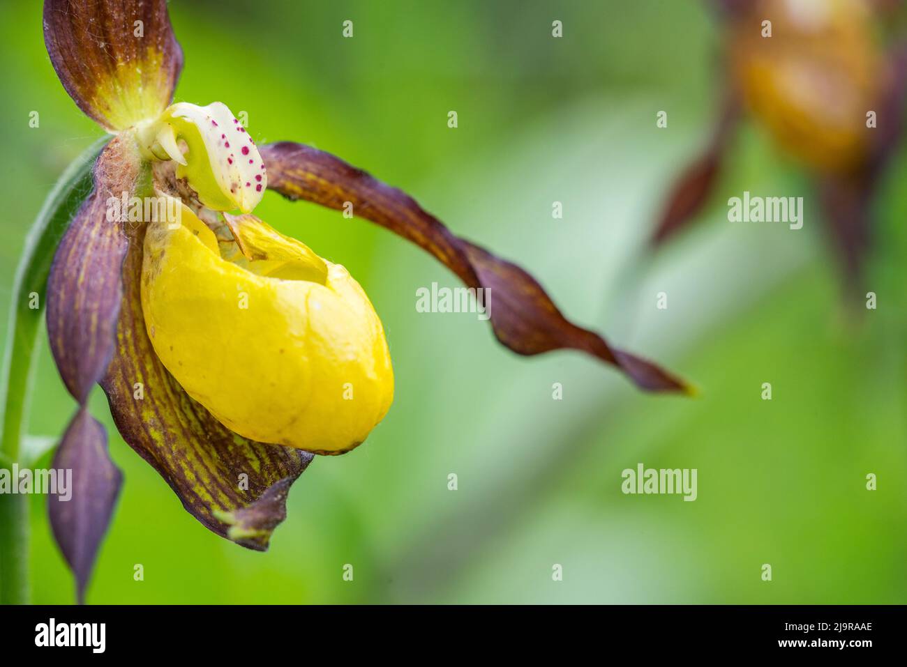 Cypripedium calceolus is a lady's-slipper orchid, and the type species ...