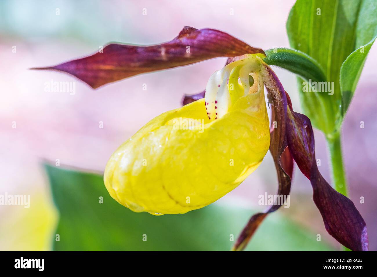Cypripedium calceolus is a lady's-slipper orchid, and the type species ...