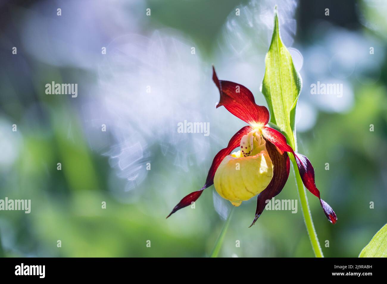 Cypripedium calceolus is a lady's-slipper orchid, and the type species ...