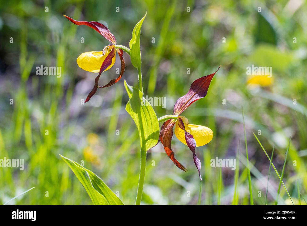 Cypripedium calceolus is a lady's-slipper orchid, and the type species ...