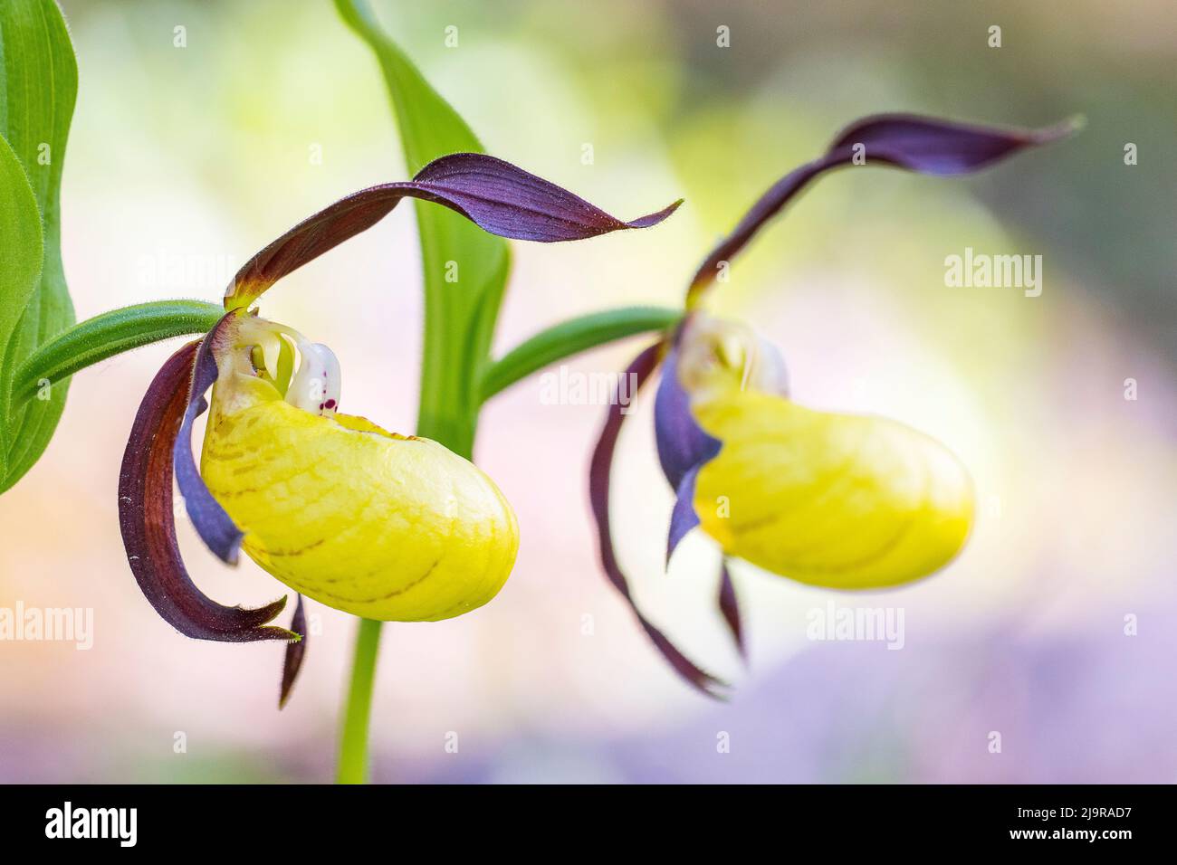 Cypripedium calceolus is a lady's-slipper orchid, and the type species ...