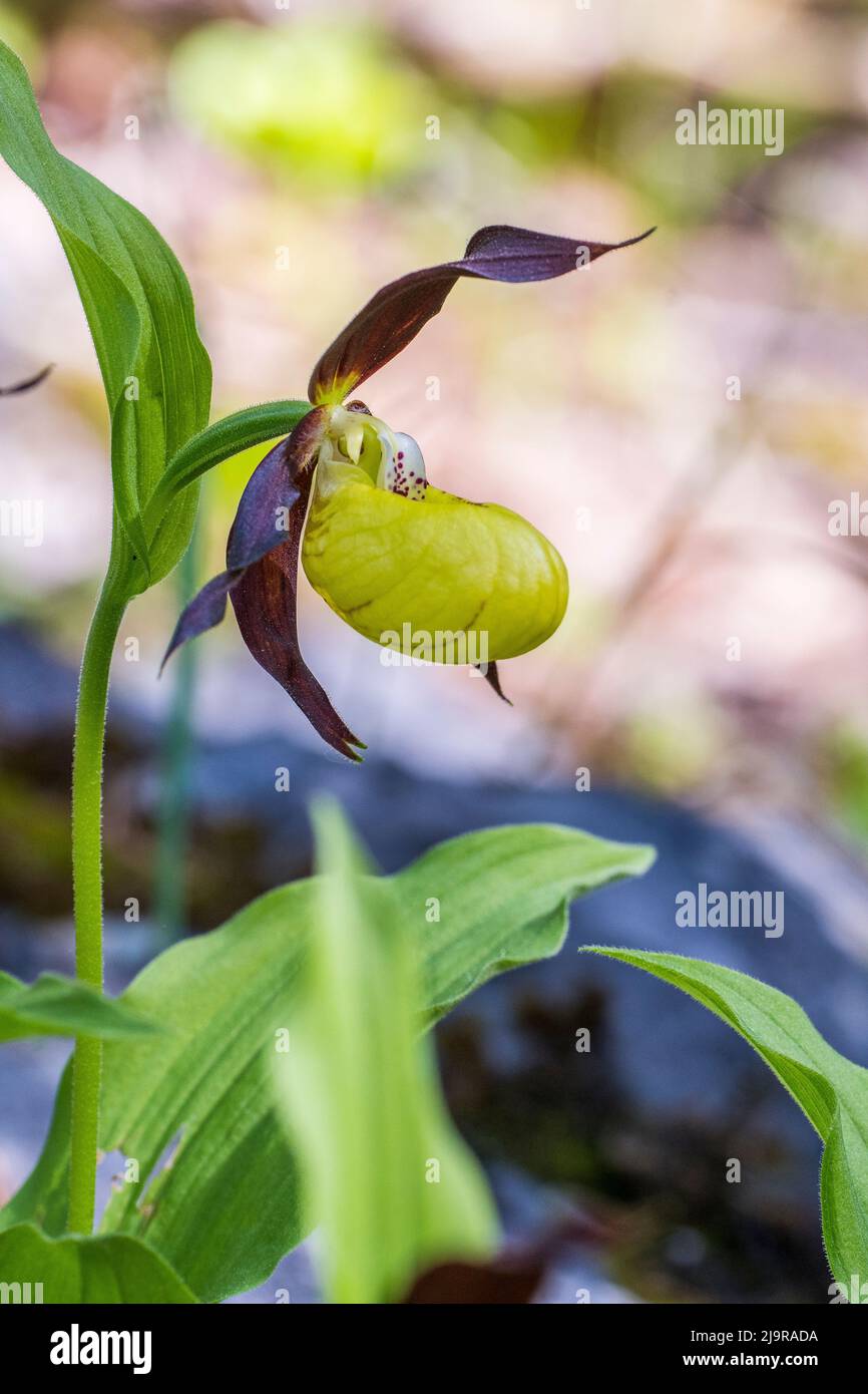 Cypripedium calceolus is a lady's-slipper orchid, and the type species ...