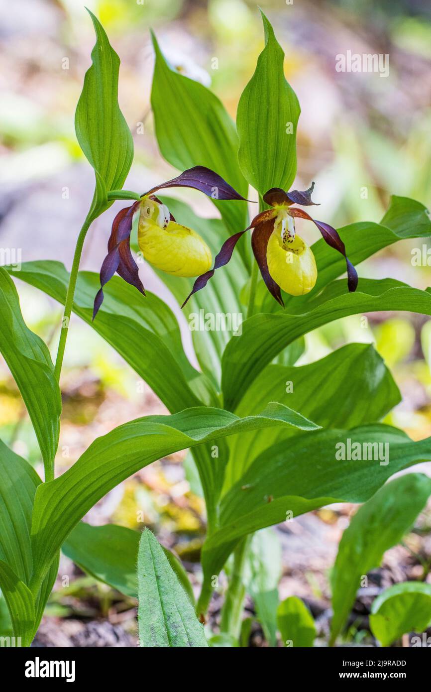 Cypripedium calceolus is a lady's-slipper orchid, and the type species ...