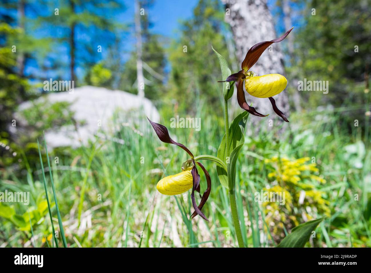 Cypripedium calceolus is a lady's-slipper orchid, and the type species ...
