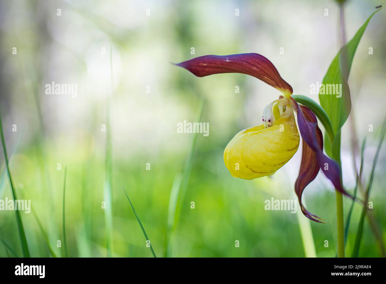 Cypripedium calceolus is a lady's-slipper orchid, and the type species ...