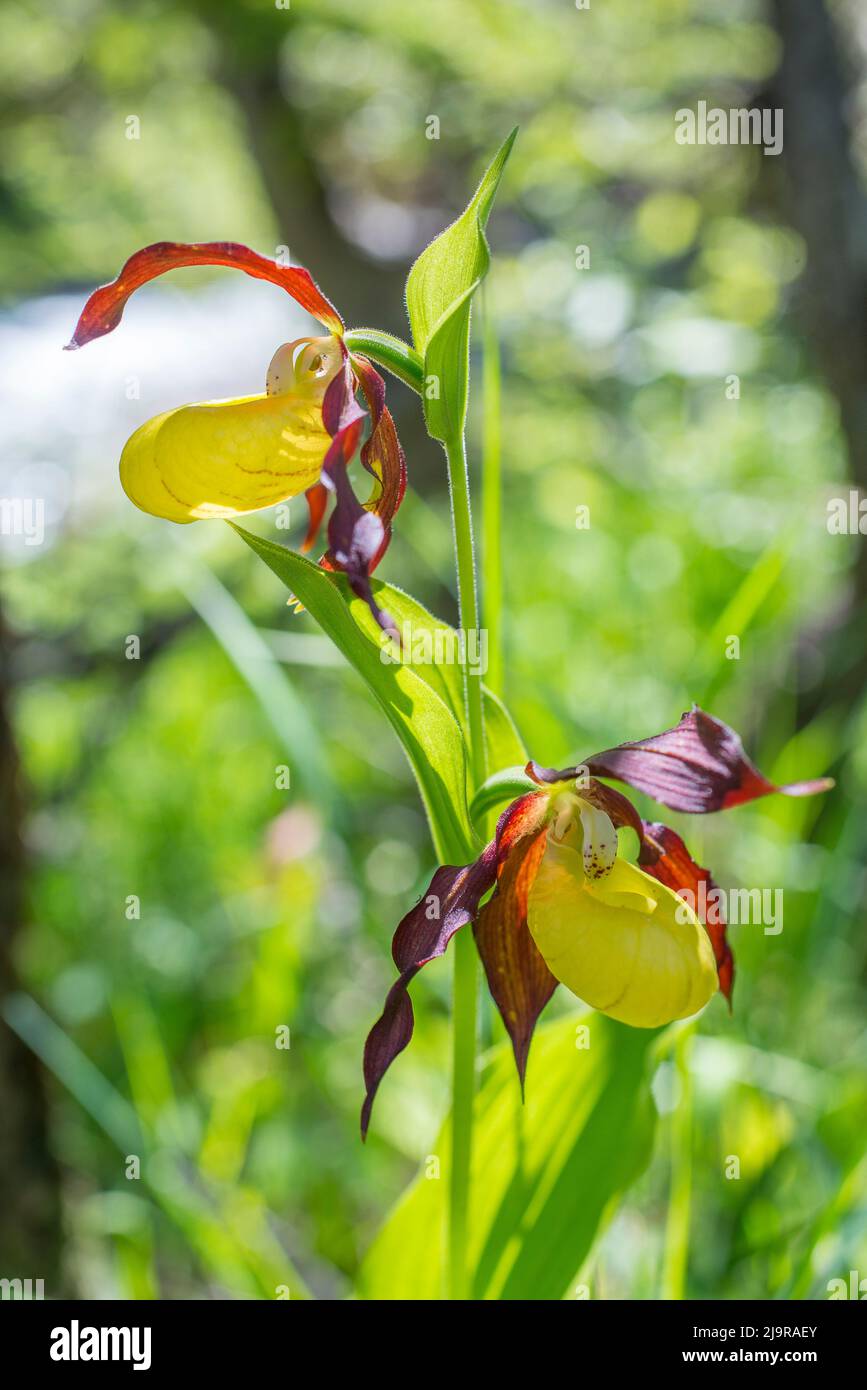 Cypripedium calceolus is a lady's-slipper orchid, and the type species ...