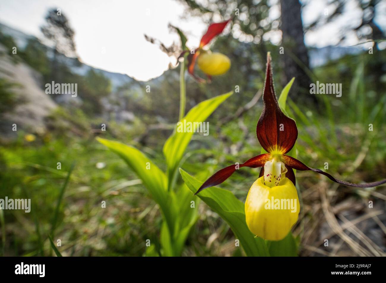 Cypripedium calceolus is a lady's-slipper orchid, and the type species ...