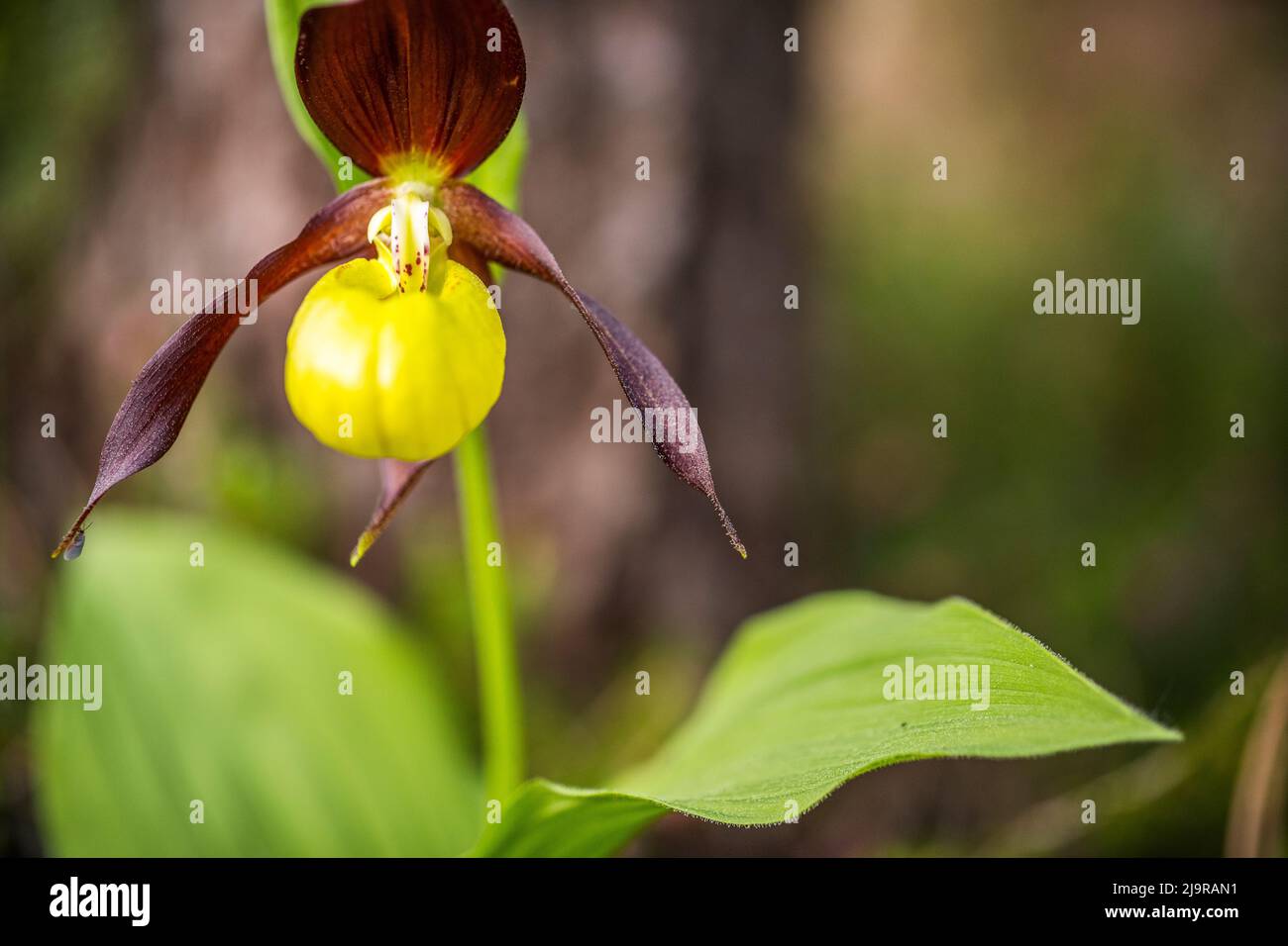 Cypripedium calceolus is a lady's-slipper orchid, and the type species ...