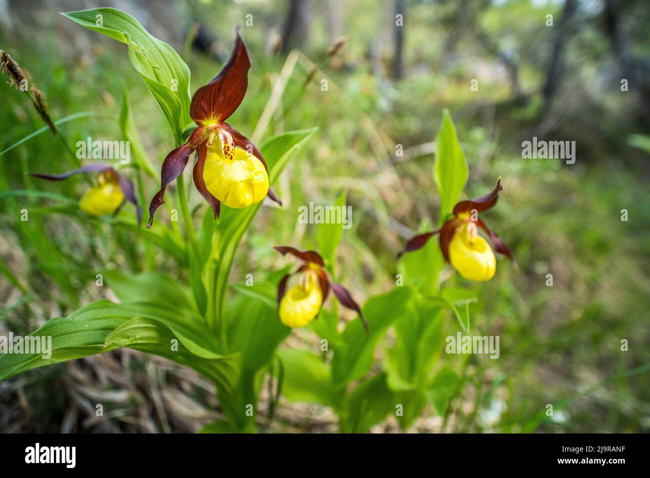 Cypripedium calceolus is a lady's-slipper orchid, and the type species ...