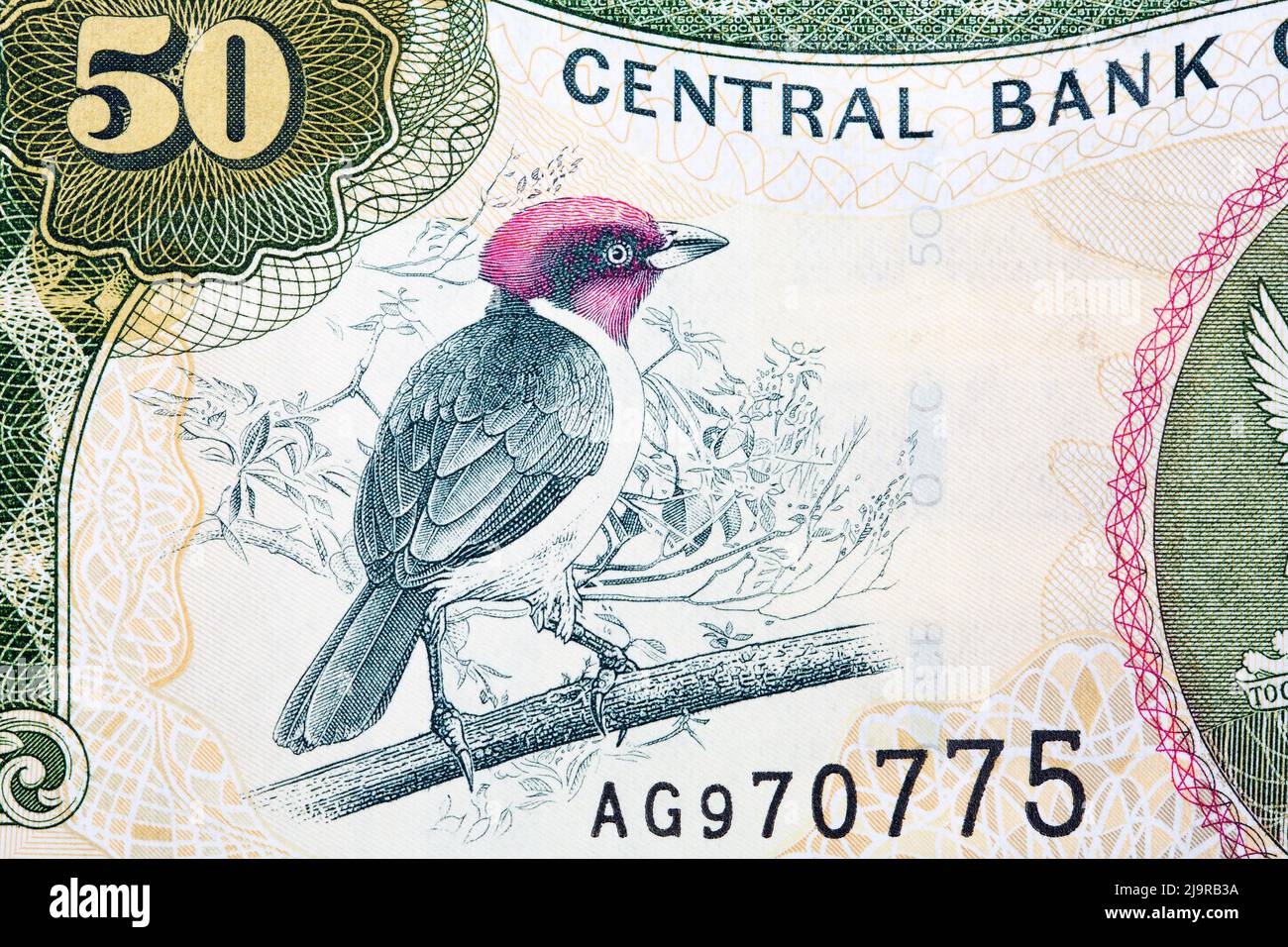 Red-capped cardinal from money of Trinidad and Tobago - 50 Dollars ...