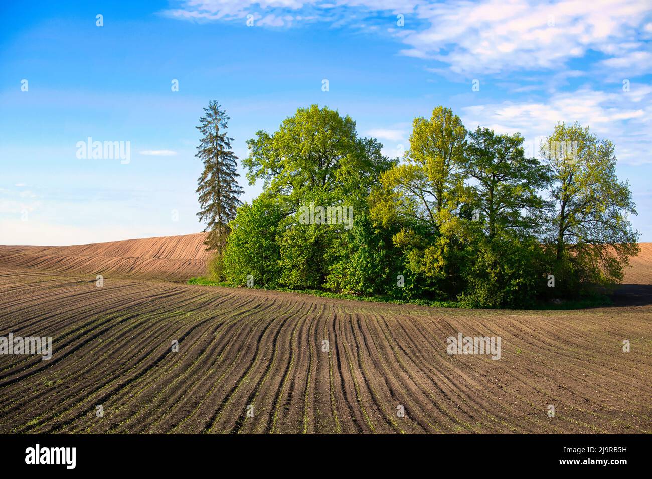 Newly planted spring crops in an agricultural field with rows of fresh ...