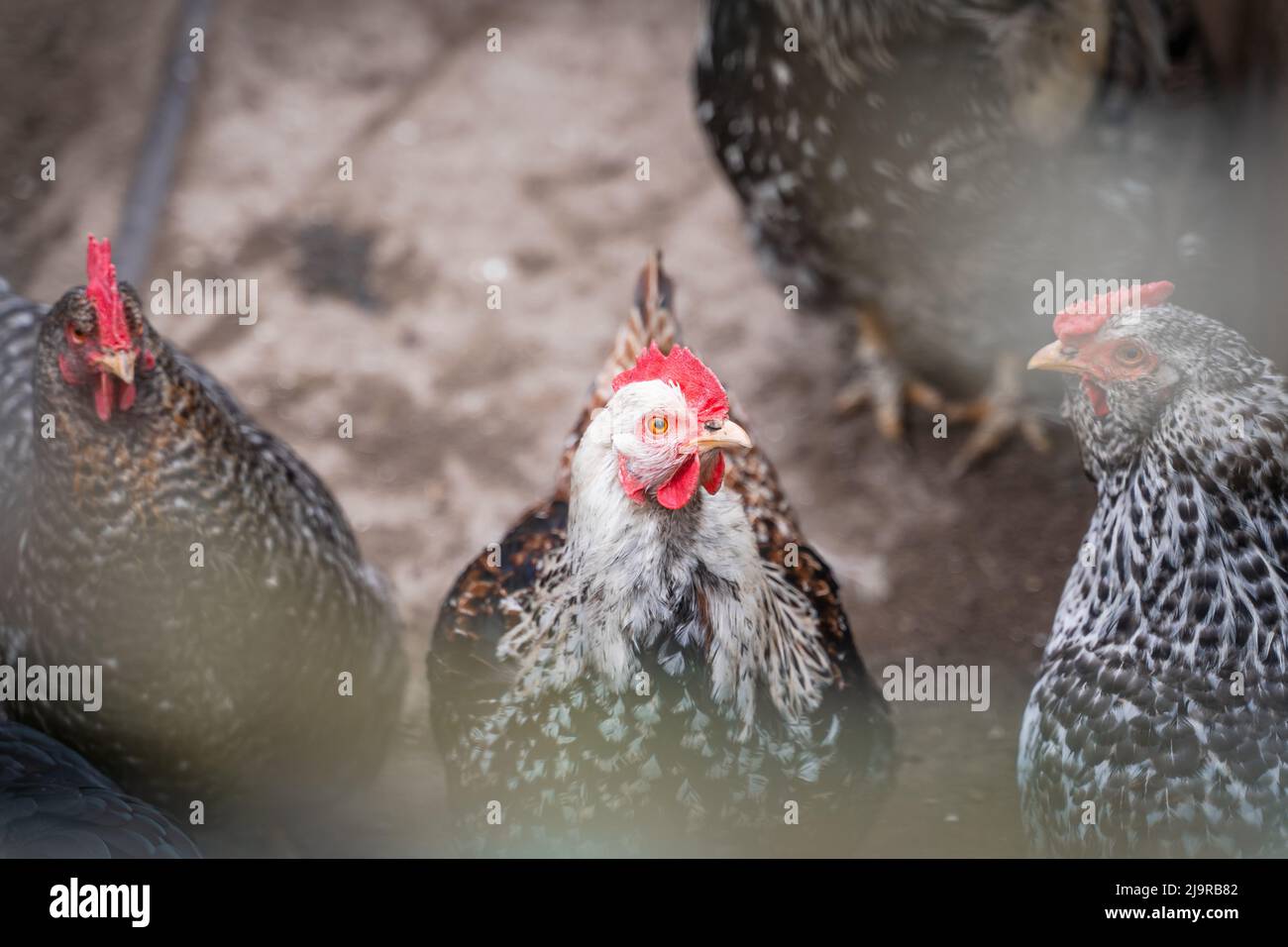 Decorative chickens breed hi-res stock photography and images - Alamy