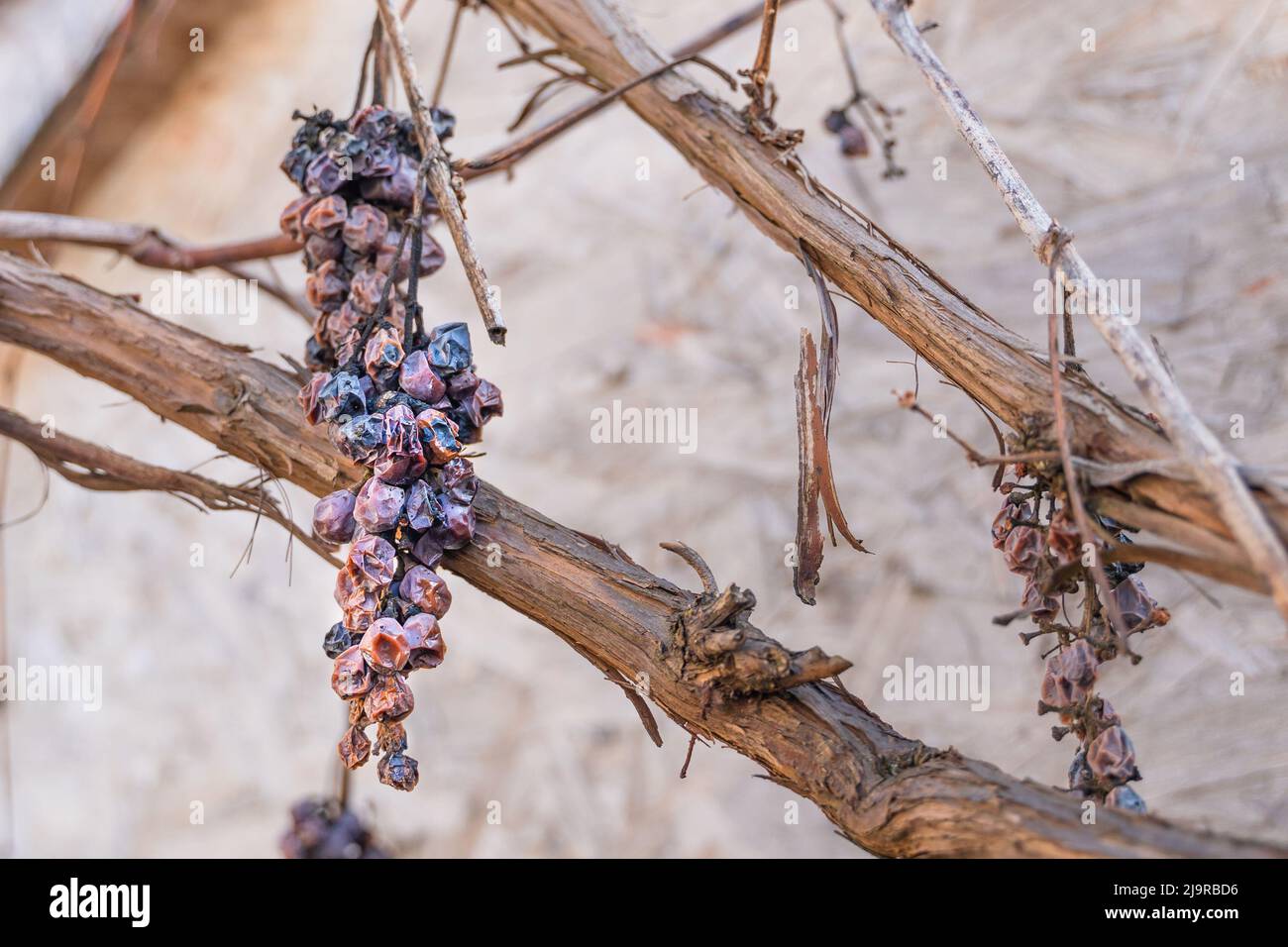 Withered unharvested blue grapes after winter Stock Photo - Alamy