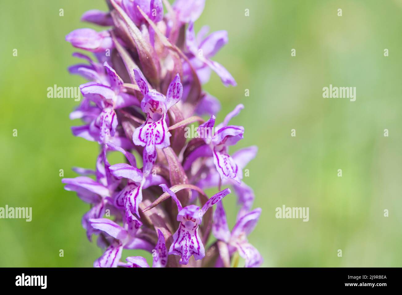 Temperate climate species hi-res stock photography and images - Alamy
