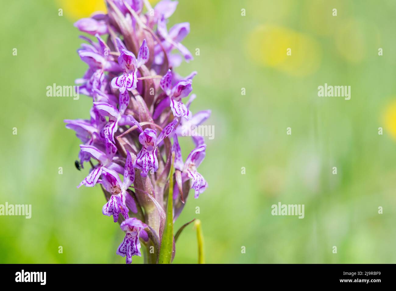 Temperate orchidaceae hi-res stock photography and images - Alamy
