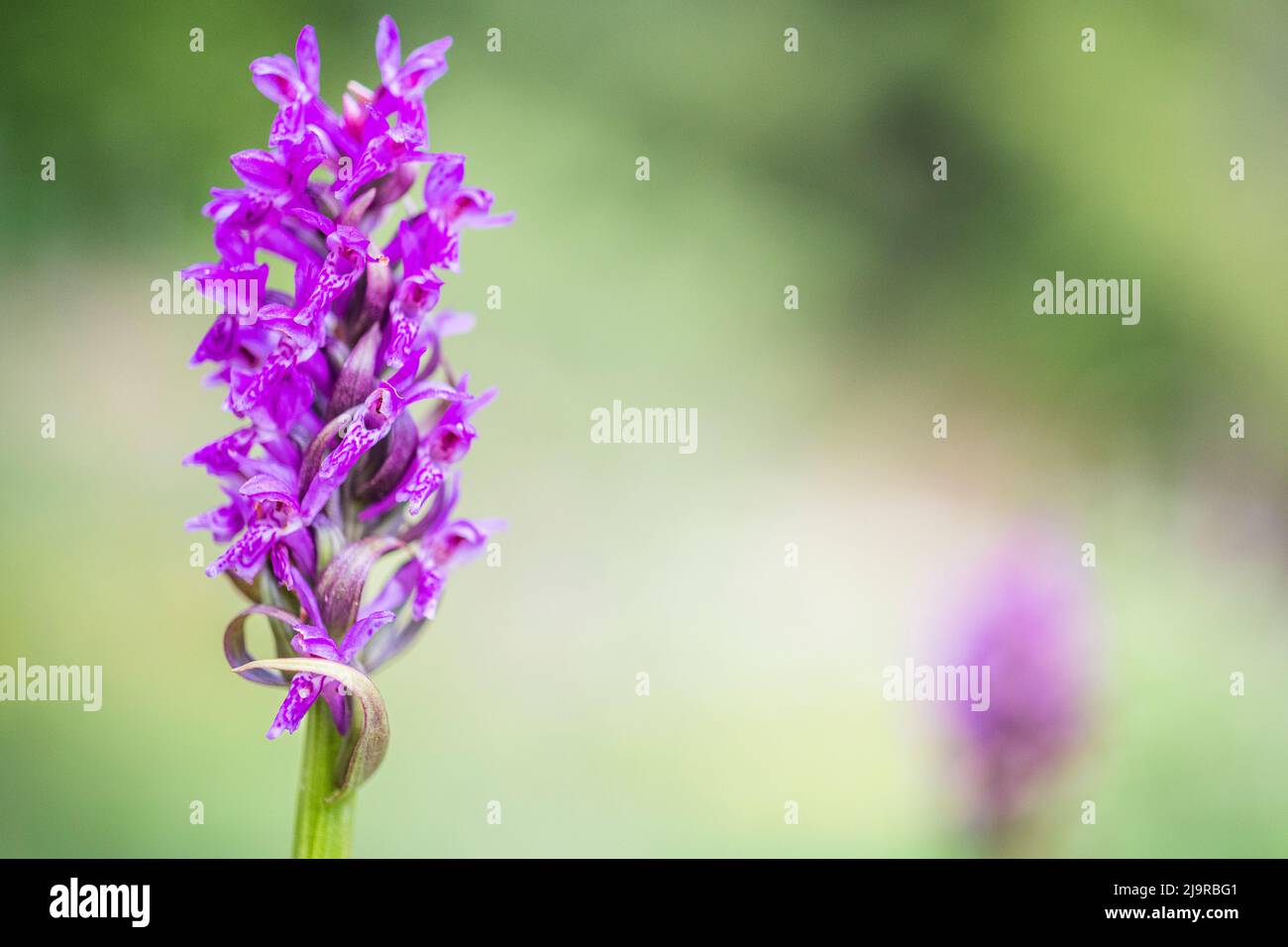 Temperate orchidaceae hi-res stock photography and images - Alamy