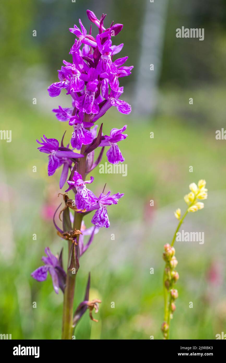 Dactylorhiza majalis, the broad-leaved marsh orchid, is a terrestrial Eurasian orchid Stock ...