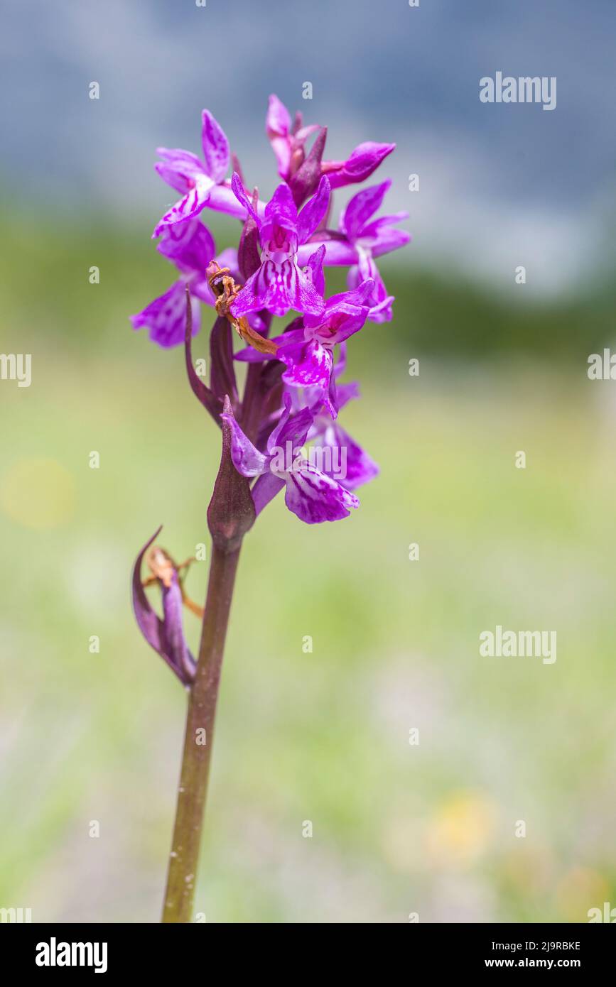 Dactylorhiza majalis, the broad-leaved marsh orchid, is a terrestrial Eurasian orchid Stock ...