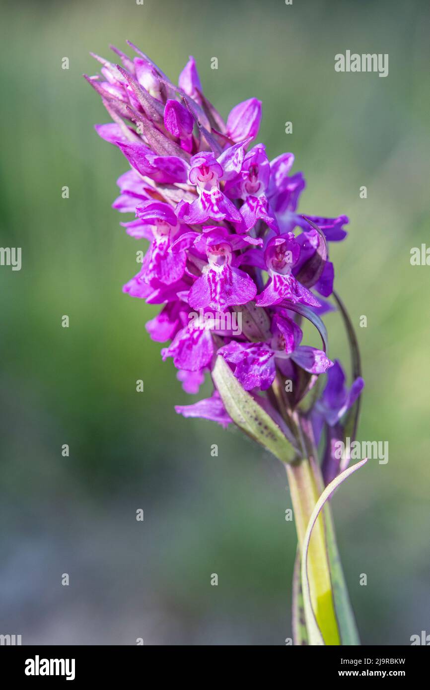 Dactylorhiza majalis, the broad-leaved marsh orchid, is a terrestrial Eurasian orchid Stock ...